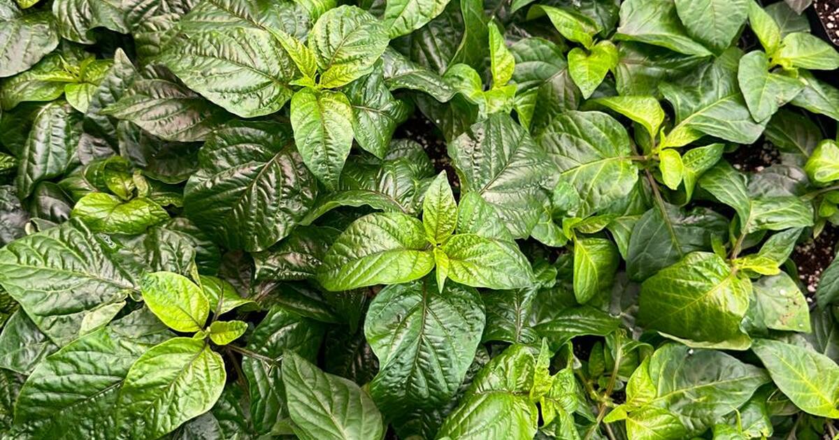 Exotic pepper varieties (plant starts) for $5 in Diamond Springs, CA ...