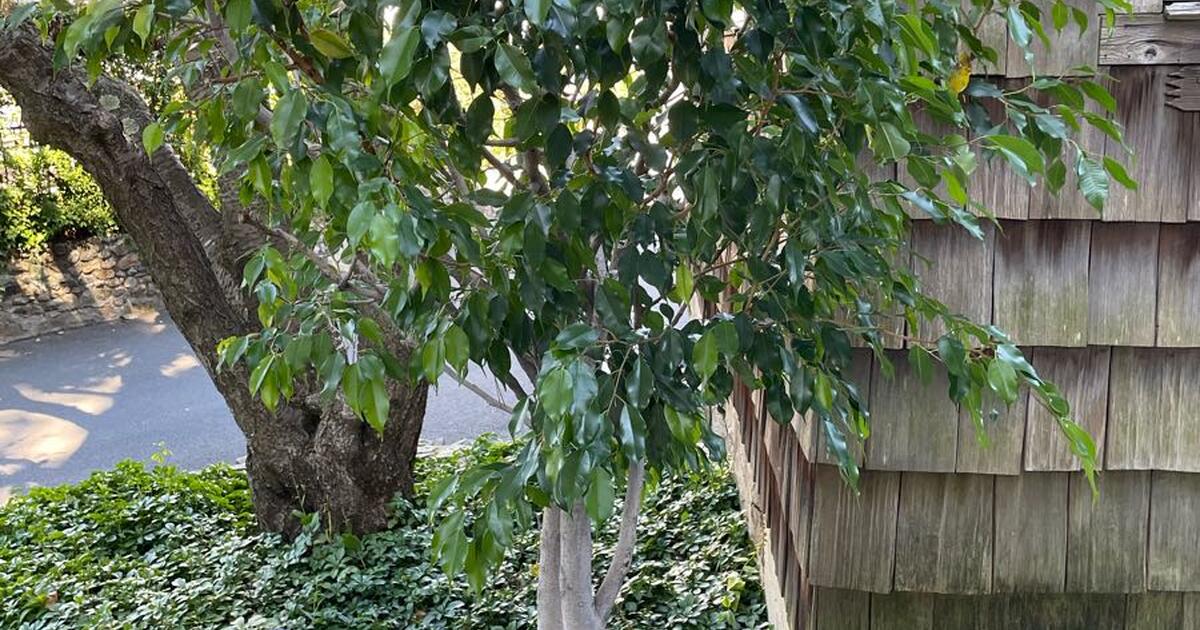 Potted Ficus Tree for Free in Norwalk, CT | For Sale & Free — Nextdoor
