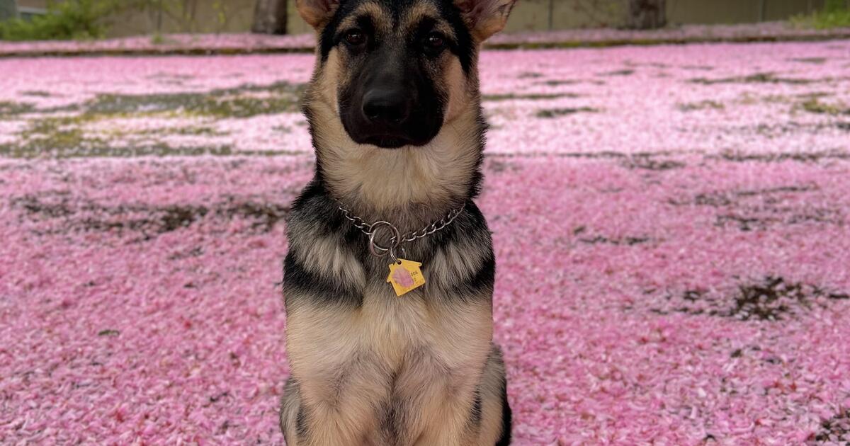 german-shepherd-puppy-for-free-in-port-hadlock-wa-for-sale-free
