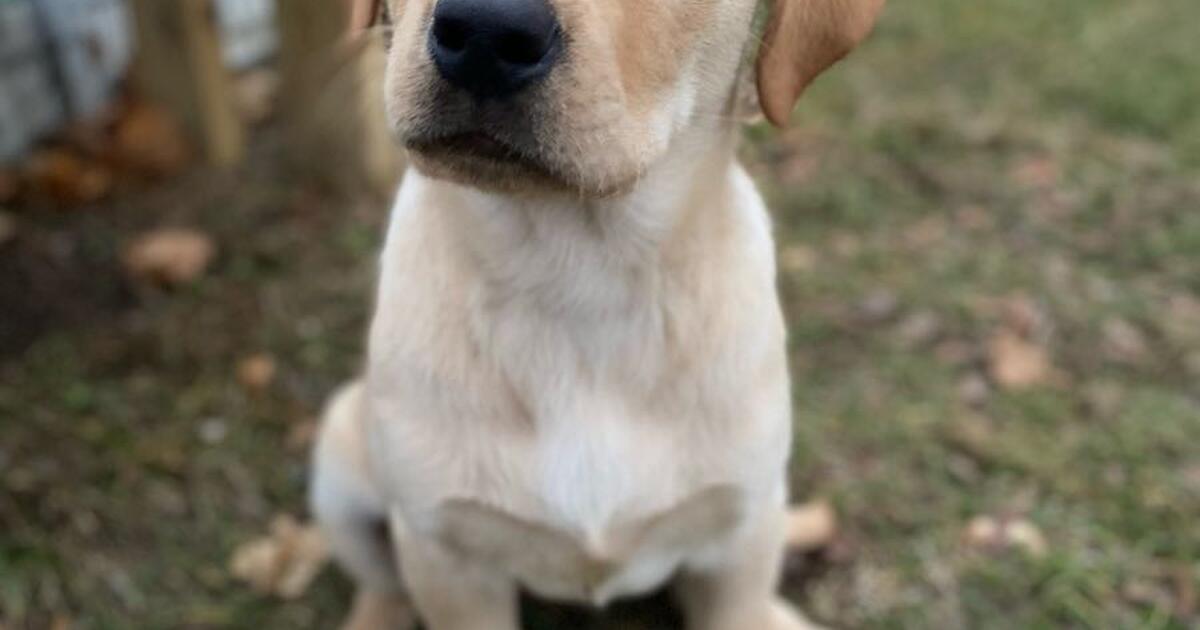 Labrador Retriever Puppy for $400 in Baltimore, MD | For Sale & Free ...