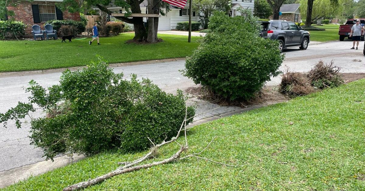 Free shilling plants for Free in Jacksonville, FL | For Sale & Free ...