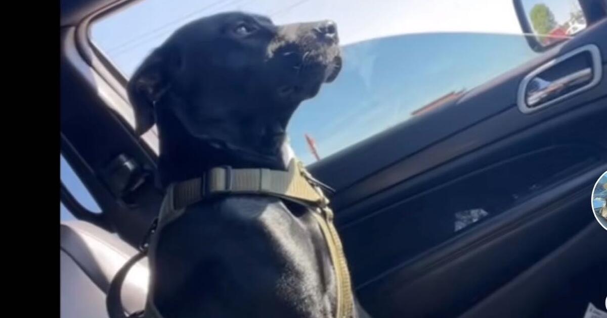 Need homes ASAP! for $20 in Crowley, TX | For Sale & Free — Nextdoor