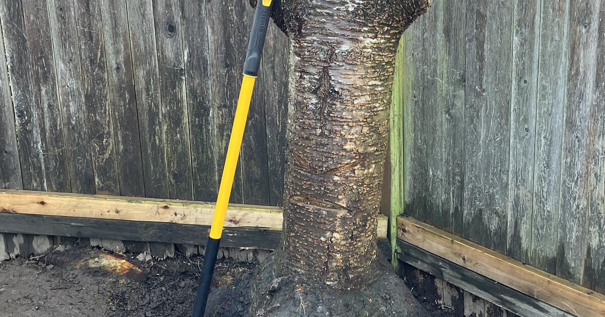 Large Woody Debris (trunk and root wad) for Free in Lynnwood, WA | For ...