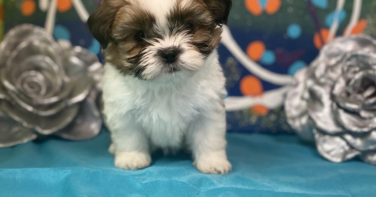 Shih Apso puppies in Cincinnati, OH | For Sale & Free — Nextdoor
