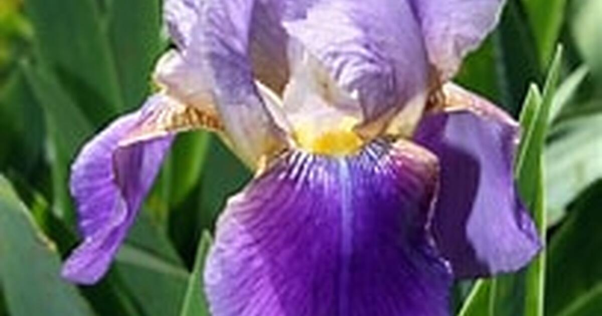 Purple/yellow bearded iris and grape hyacinth bulbs for Free in Port ...