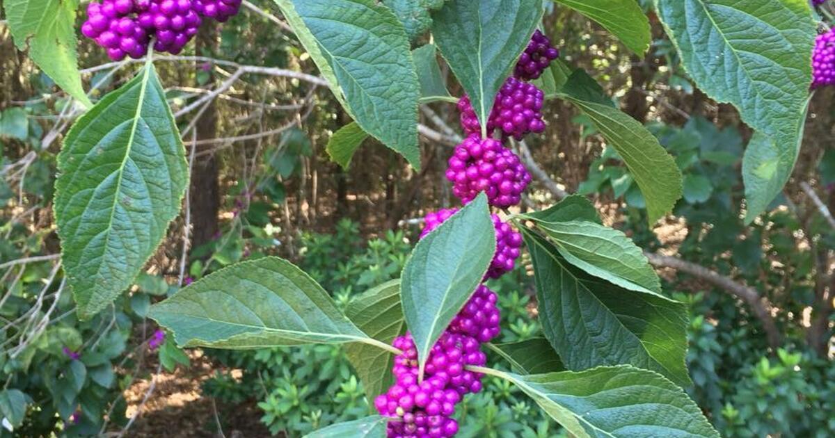 Native Beautyberry Bush Seedlings! for $20 in Washington, DC | For Sale ...