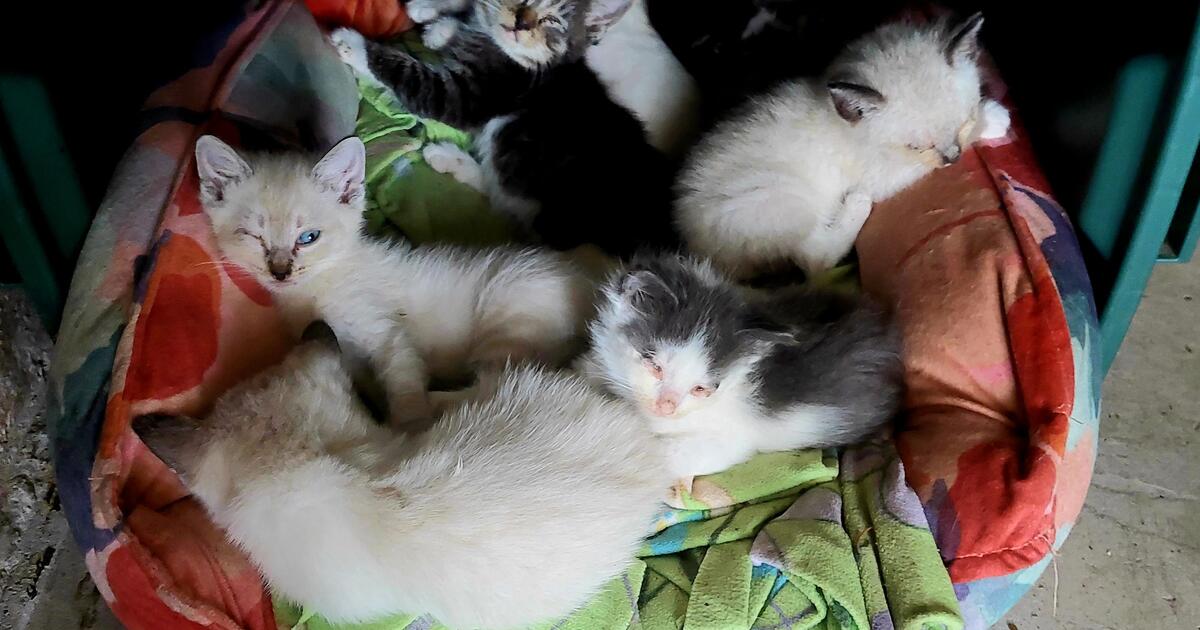 Kittens for Free in Houston, TX | For Sale & Free — Nextdoor