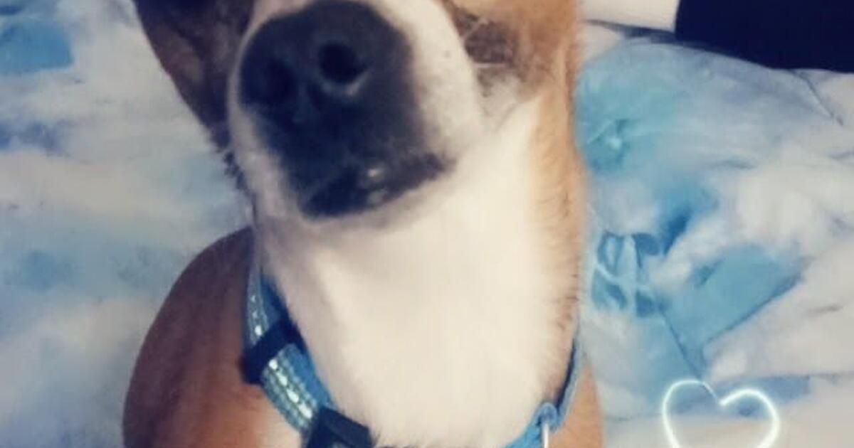 6 Year Old Dog in Aurora, CO | For Sale & Free — Nextdoor