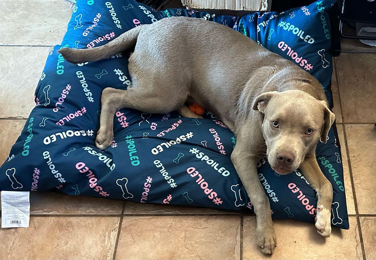 Rehoming Sasha, American Bully Lab Mix. for $50 in Oceanside, CA | For ...