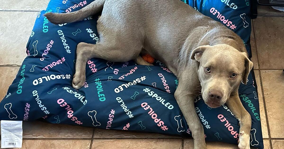 Rehoming Sasha, American Bully Lab Mix. for $50 in Oceanside, CA | For ...