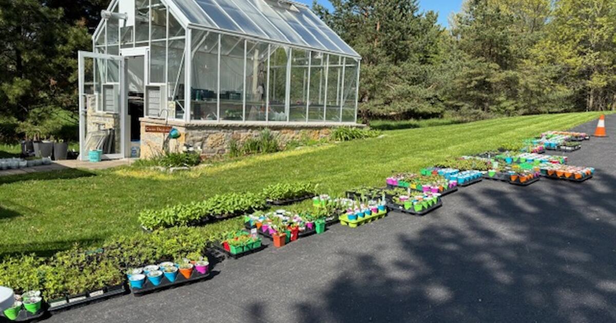 Native Prennials that Support Pollinators for $4 in Wales, WI | For ...