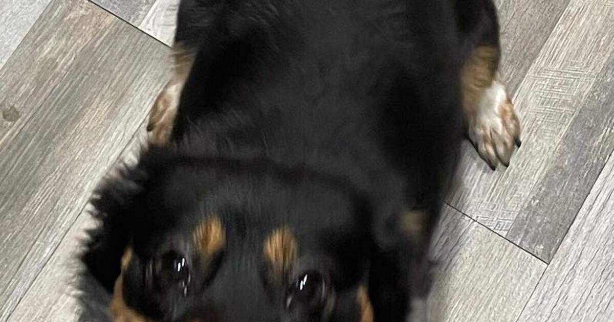 Mix Shelby Shepard Re-Home for Free in Tinton Falls, NJ | For Sale ...