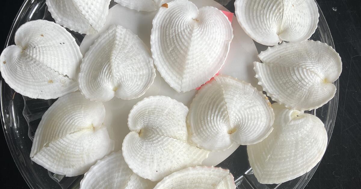Seashells for $1 in Seattle, WA | For Sale & Free — Nextdoor