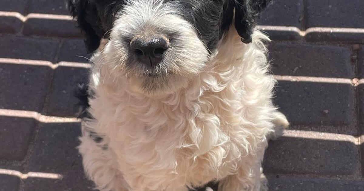 Rehoming fee on this male for $1 in Maricopa, AZ | For Sale & Free ...