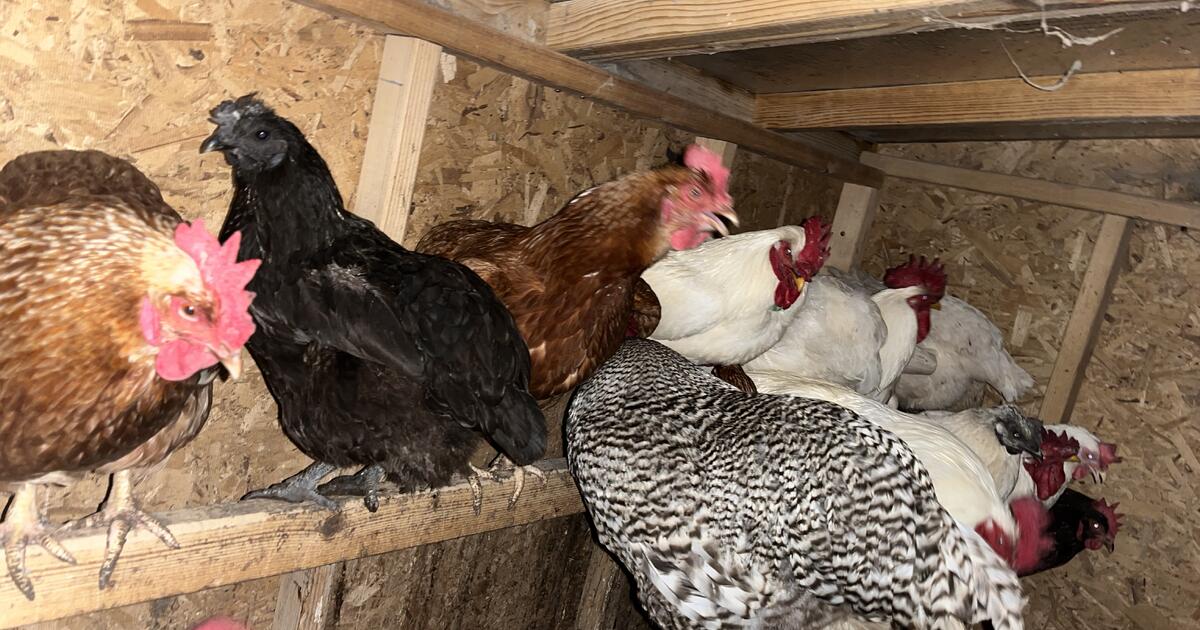 Emergency chicken and rooster rehome for Free in Snellville, GA | For ...