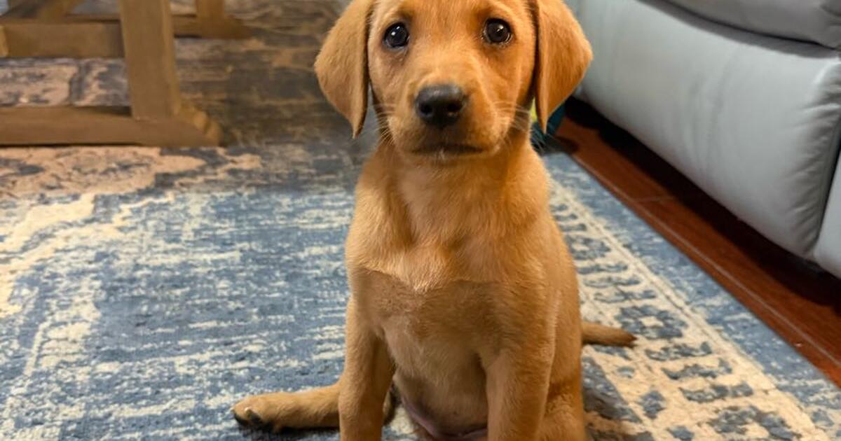 Fox red lab puppy for $1000 in Milton, FL | For Sale & Free — Nextdoor
