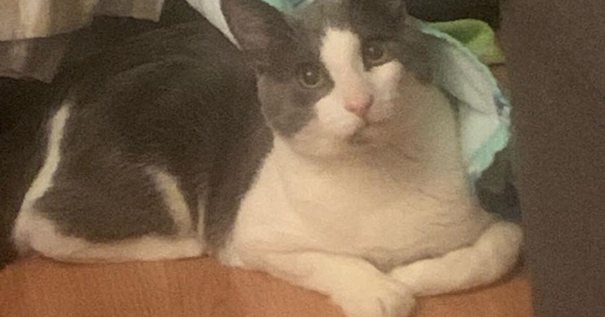 Free cat for Free in San Jose, CA | For Sale & Free — Nextdoor