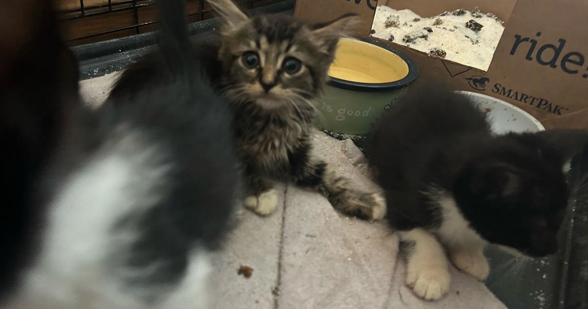 Adorable kittens need homes for Free in Aiken, SC | For Sale & Free ...