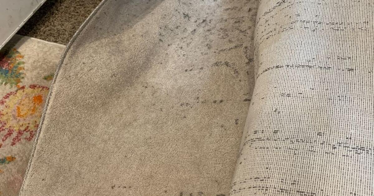 8x11 grey cream area rug free needs to be gone today for Free in Robbinsdale, MN | For Sale ...