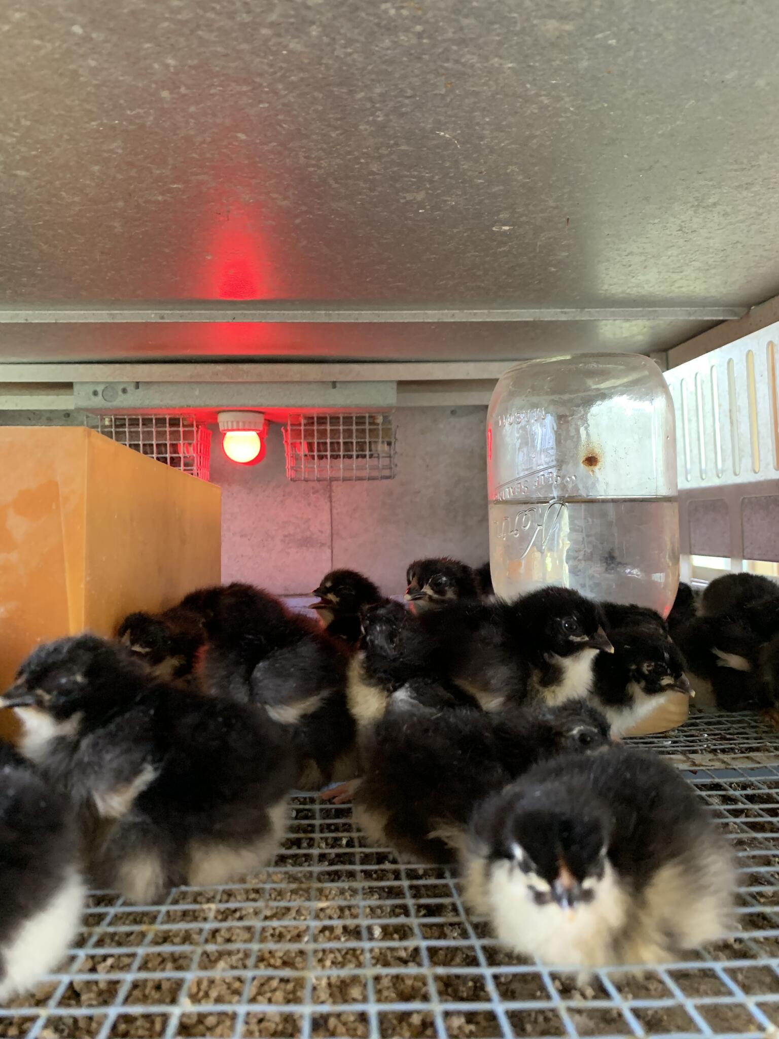 Black Copper Marans chicks for $5 in Cleburne, TX | For Sale & Free ...
