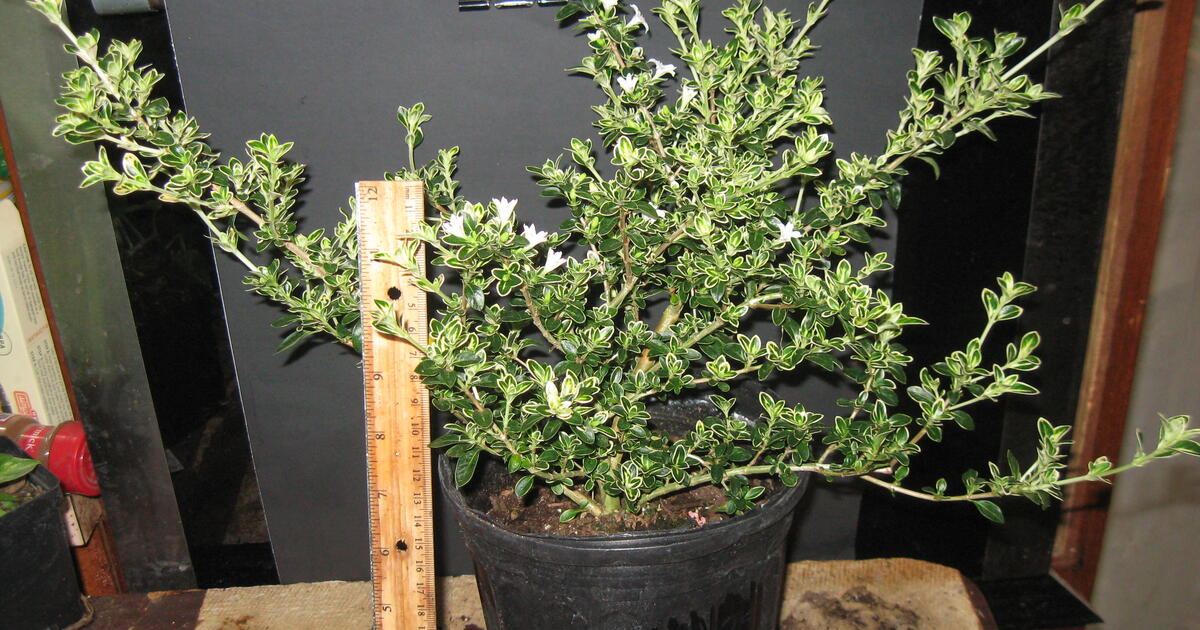 variegated snow bush $15 for $15 in San Antonio, TX | For Sale & Free ...