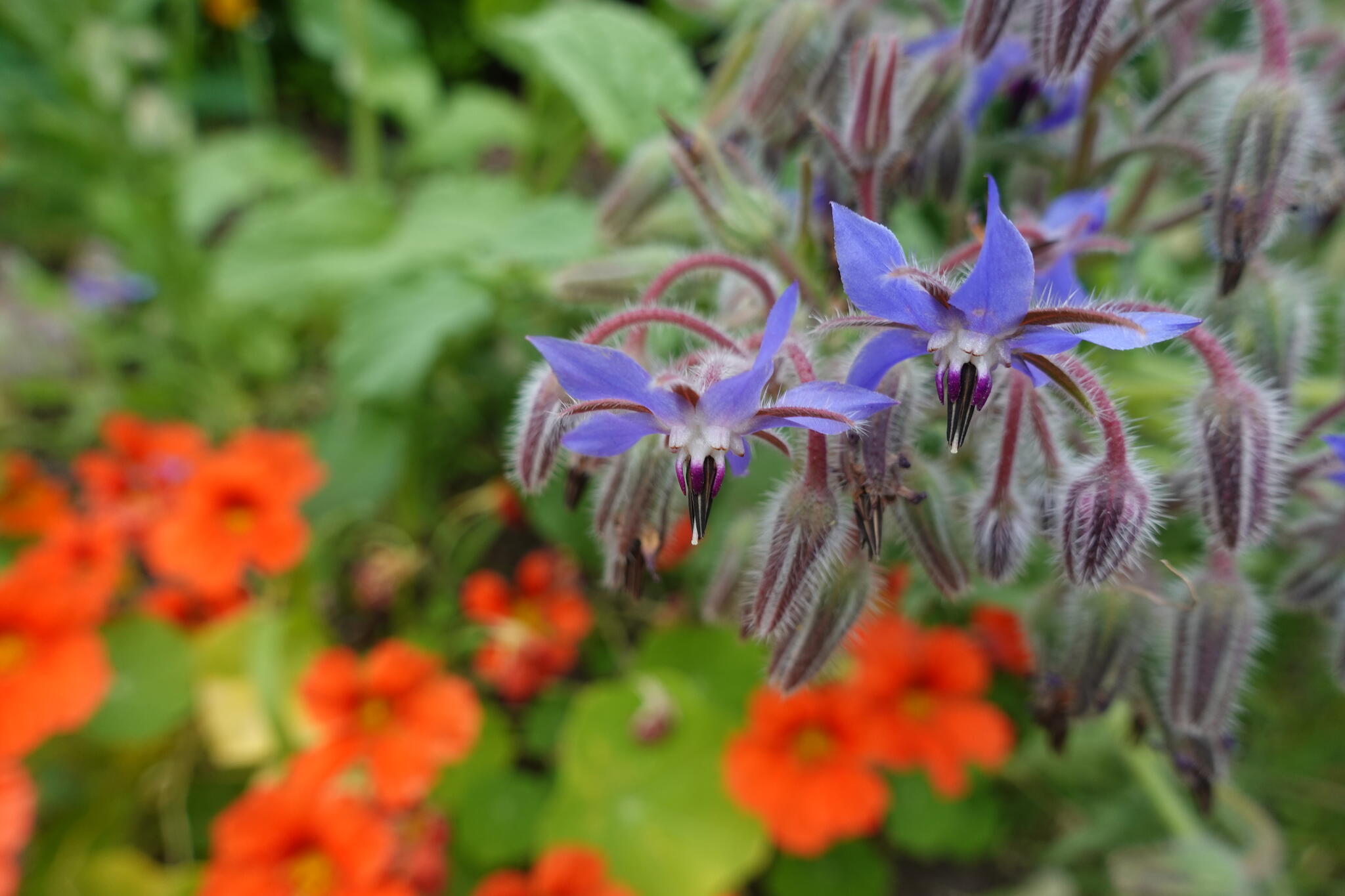 Check out these flowers flourishing from our pollinator seed packets ...