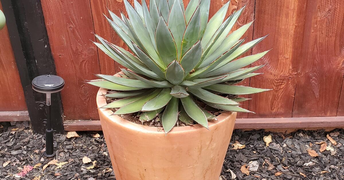 Blue Glow Agave in Large Planter for $80 in Alameda, CA | For Sale ...