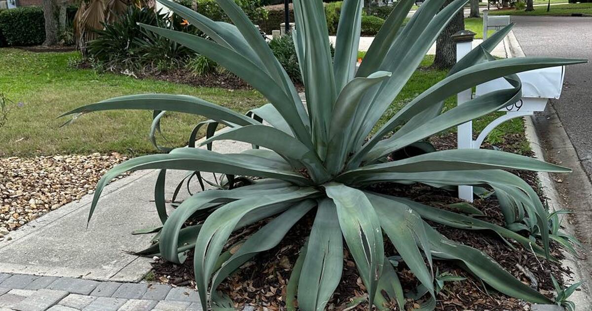 Large agave plants (FREE) for Free in St. Augustine, FL | For Sale ...