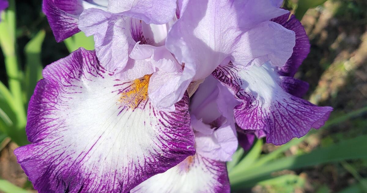 Iso Garden Starts and Perennials for Free in Aurora, CO | For Sale ...