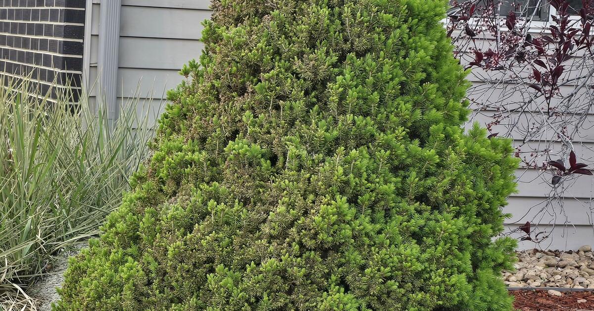 Mature Dwarf Spruce/yucca Plants for Free in Broomfield, CO | For Sale ...