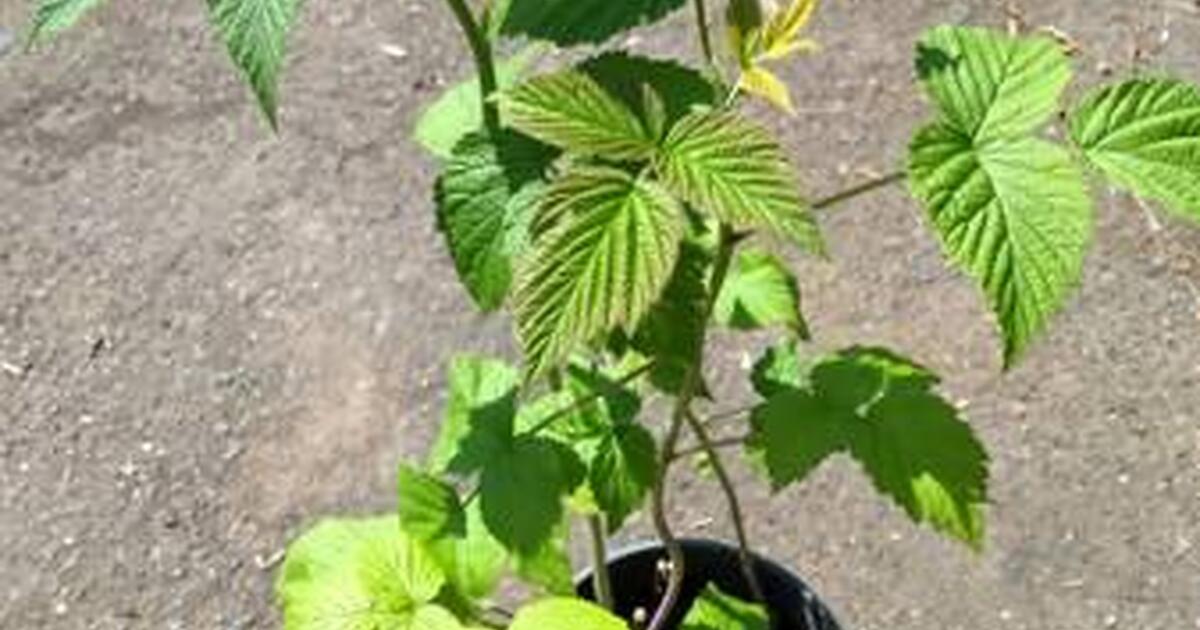 Heirloom Thornless Raspberry Plants for $8 in Vancouver, WA | For Sale ...