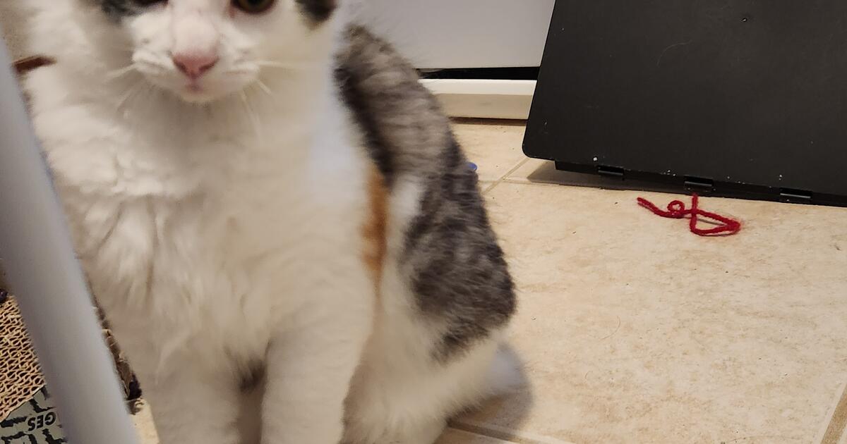 15 week old Female kitten looking for a home for Free in Monroe, WA ...