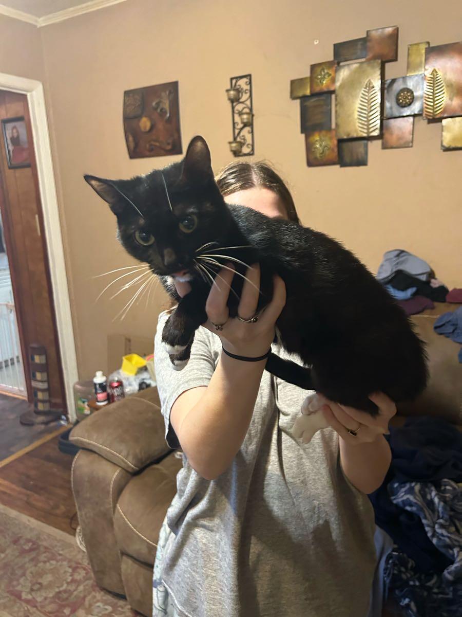 Beautiful small tuxedo cat looking for a good home. for Free in ...