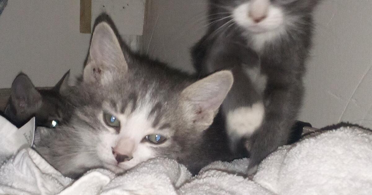 Kittens for Free in Reno, NV | For Sale & Free — Nextdoor