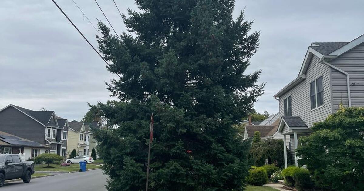 Large Evergreen Tree for Free in Brielle, NJ | For Sale & Free — Nextdoor