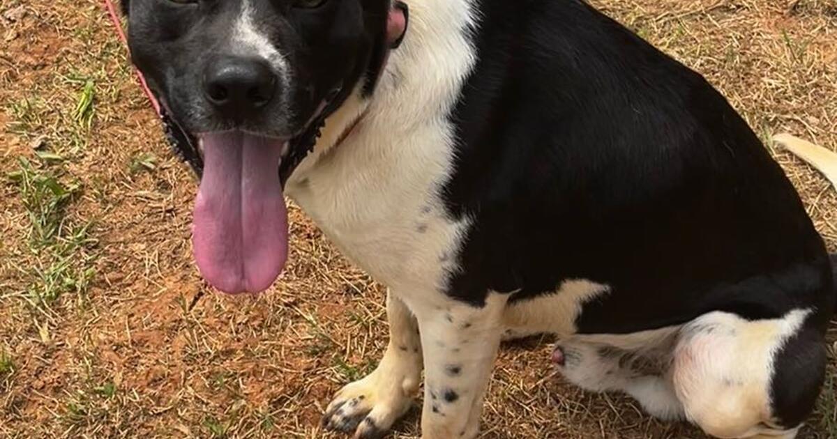 Adult male dog for Free in Shelby, NC | For Sale & Free — Nextdoor