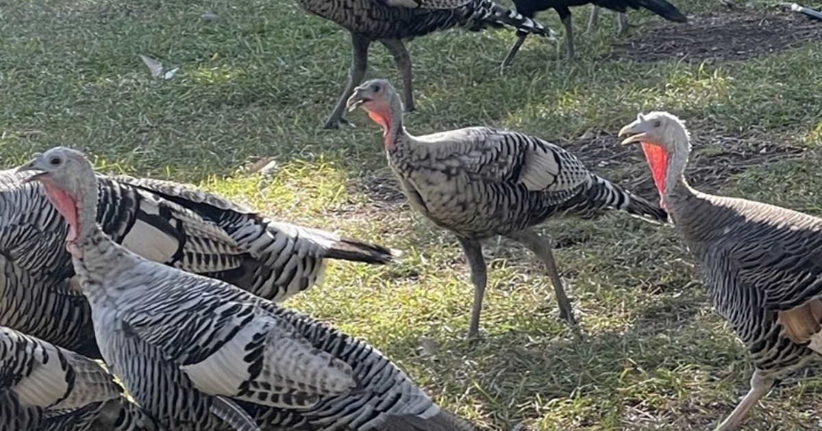 Turkey - Rehoming Heritage Turkeys (Hens) for the Holidays ($100 ...