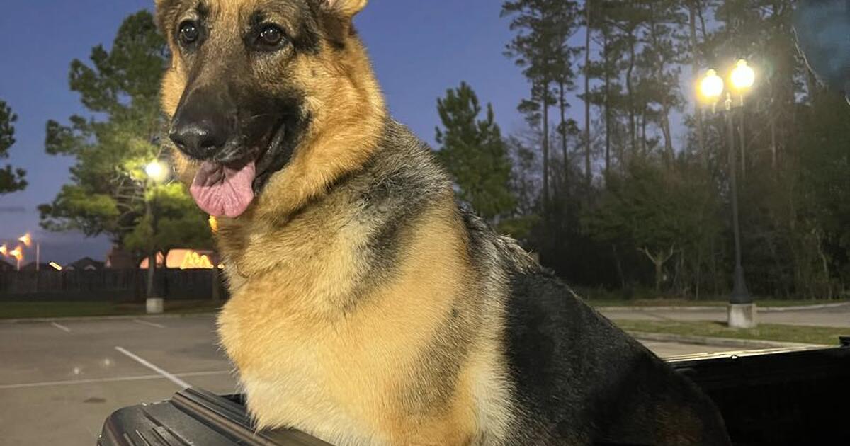 Heidelberg German Shepherd for Free in Humble, TX | For Sale & Free ...