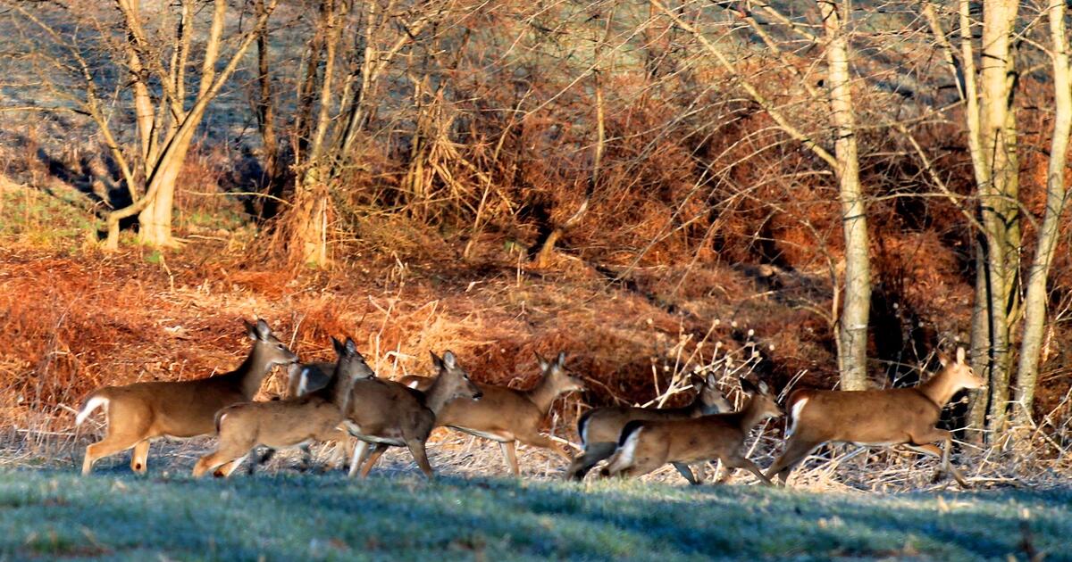 Whitetail bucks are still going strong as they seek mates and compete ...