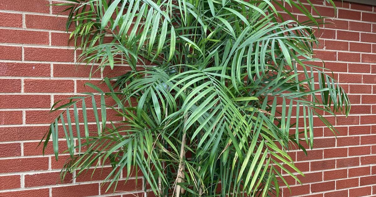 Large Palm Plant tree - 6 feet tall. for $45 in La Grange Highlands, IL ...