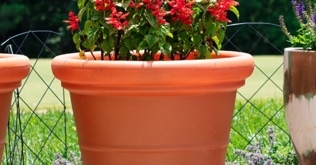 Salvia Red Flare for $2 in Raleigh, NC | For Sale & Free — Nextdoor