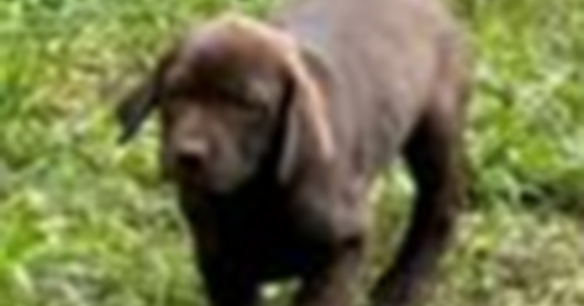 Chocolate Lab and Chesapeake x Lab puppies for Free in Little Rock, AR ...