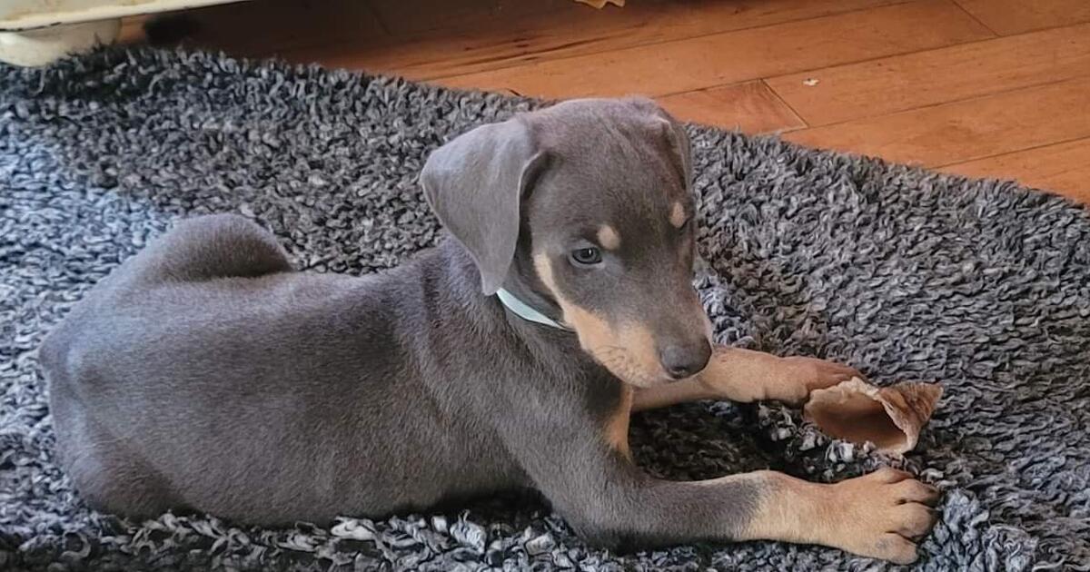 Blue /Rust Doberman Puppy in Aspers, PA | For Sale & Free — Nextdoor