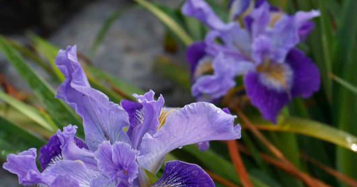 CA native iris clumps ready to divide and plant for Free in Carmel, CA ...