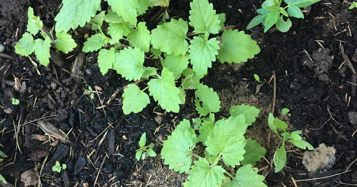 Catnip Plants for Free in Troy, MI | For Sale & Free — Nextdoor