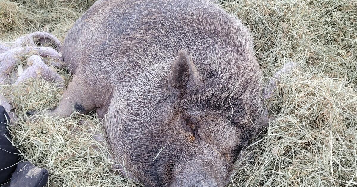 free pigs for Free in Austin, TX | For Sale & Free — Nextdoor