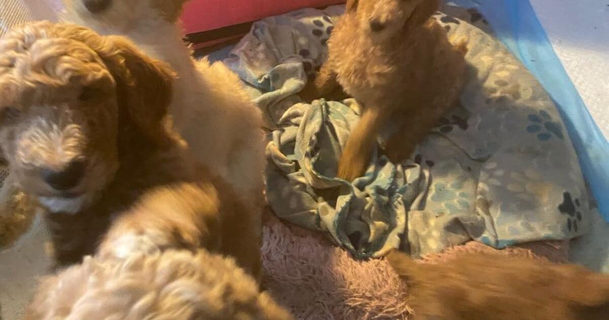Pure Bred Standard Poodle Puppies in Hamilton, OH | For Sale & Free ...