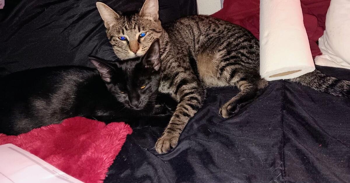 Mancoon Cats And 3 Kittens for $20 in Olympia, WA | For Sale & Free ...