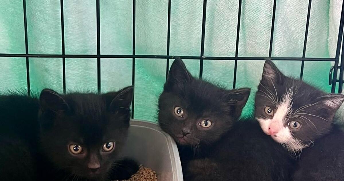 Free kittens for Free in Bernville, PA | For Sale & Free — Nextdoor