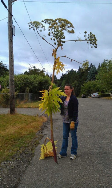 Learn how to identify noxious weeds on your property (Kitsap County) — Nextdoor — Nextdoor